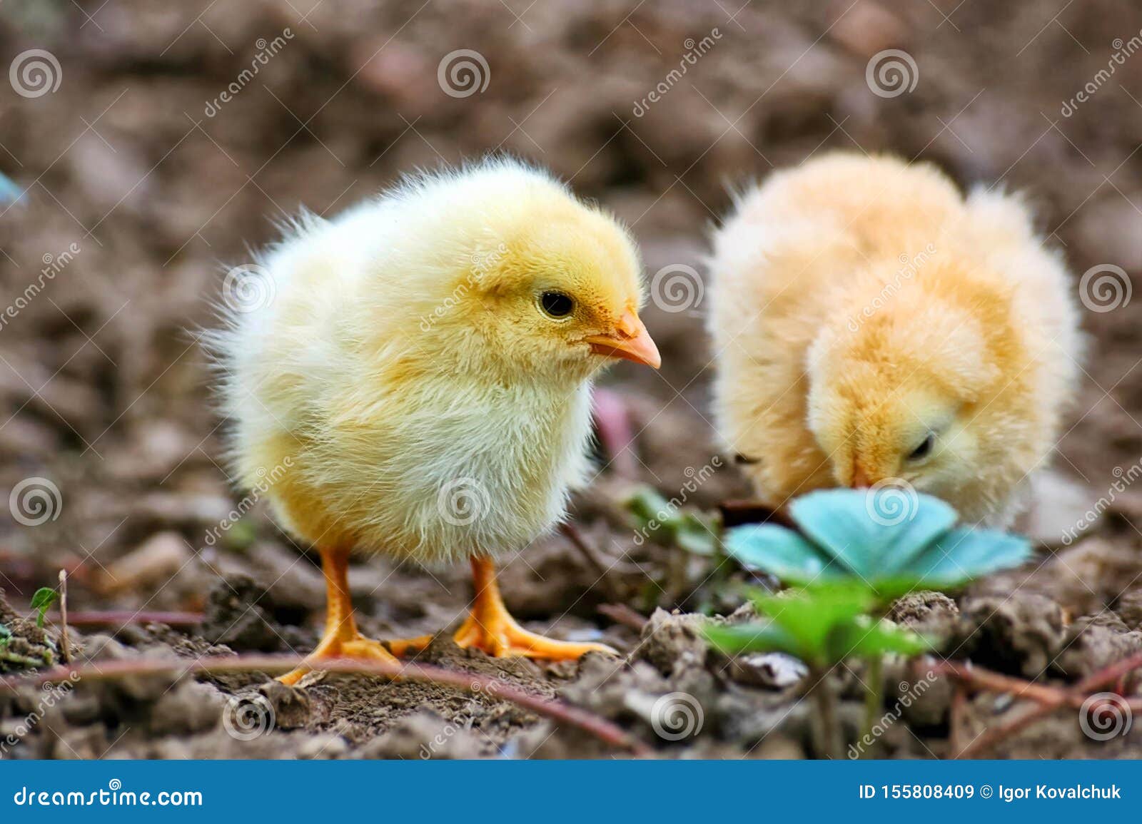 Two chickens stock image. Image of wild, wildlife, solitude - 155808409