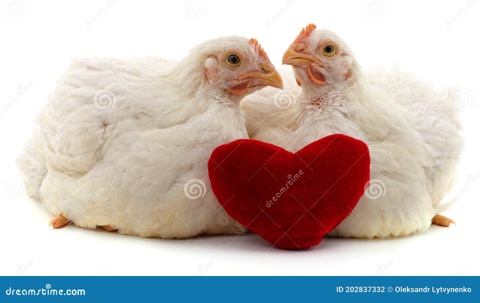 Two chickens and a heart stock photo. Image of brown - 202837332