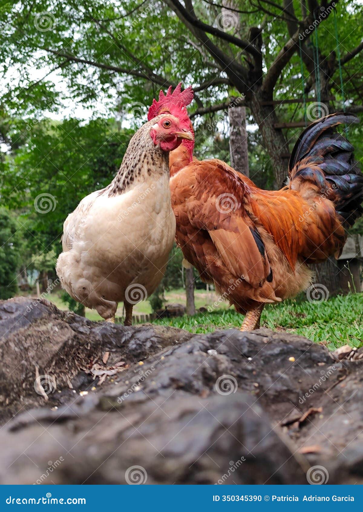Picture Of Two Chickens Before They Became Fried Chicken Royalty-Free ...