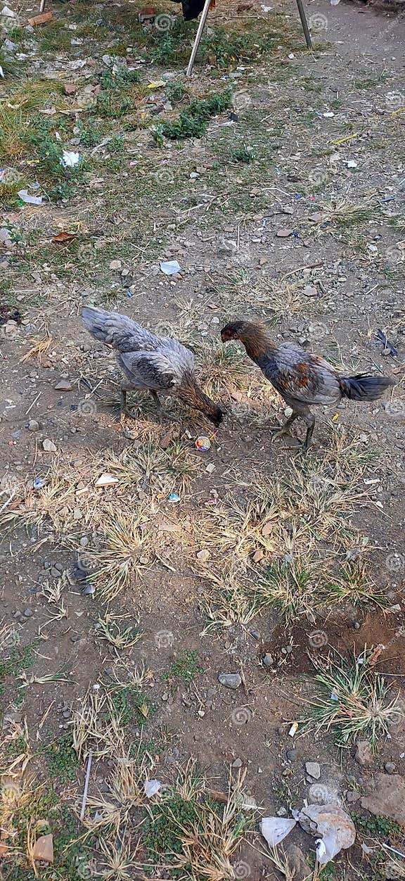 Two Chickens are Playing and Looking for Food Stock Photo - Image of ...