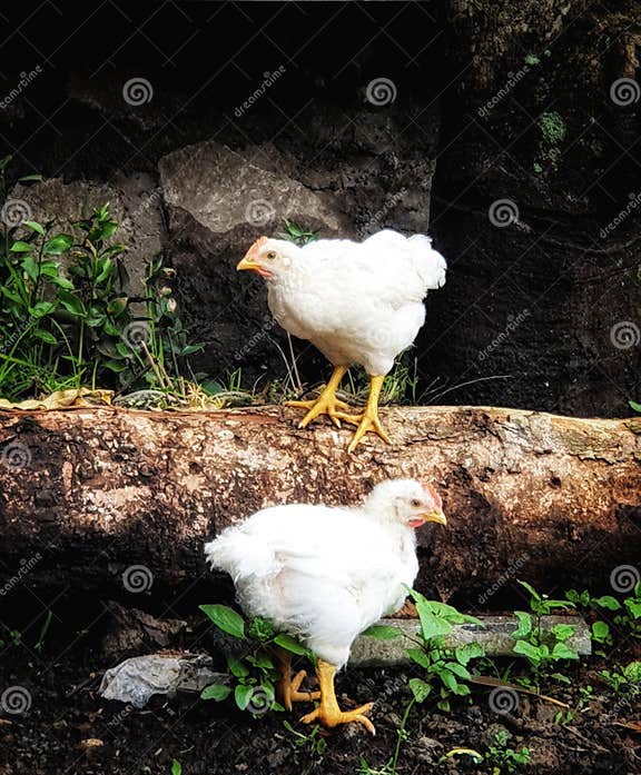 Two Chickens Playing stock image. Image of nature, playing - 249114897