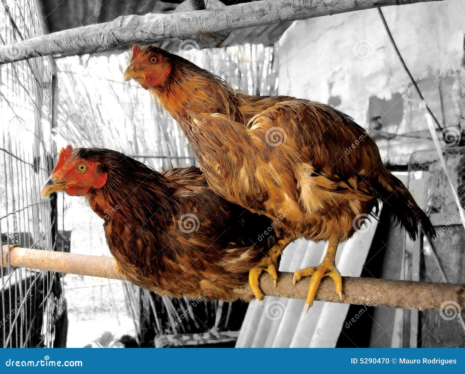 Two chickens on the pole stock photo. Image of barn, farm - 5290470