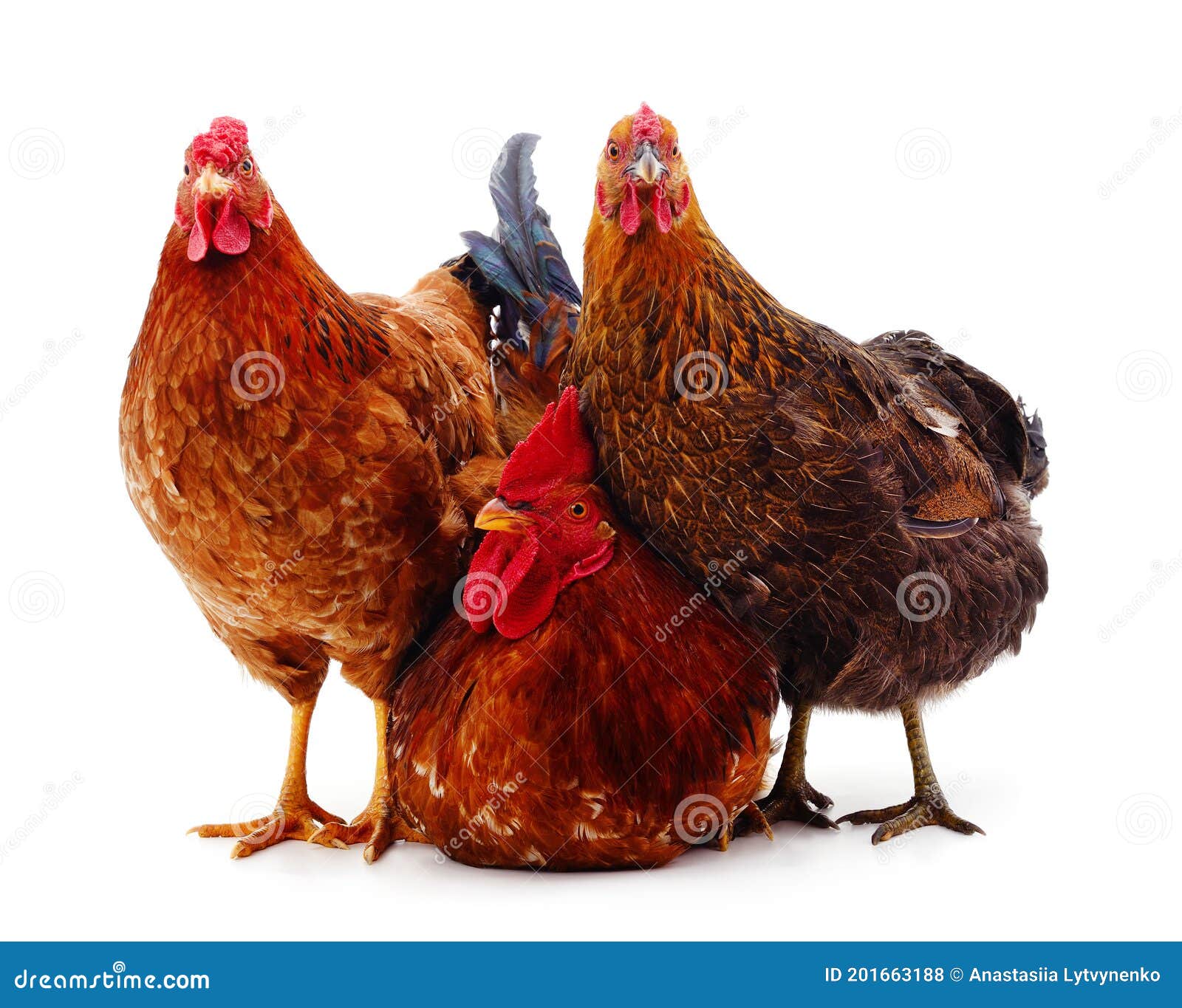 Two Chickens And Rooster Stock Photography | CartoonDealer.com #201663188