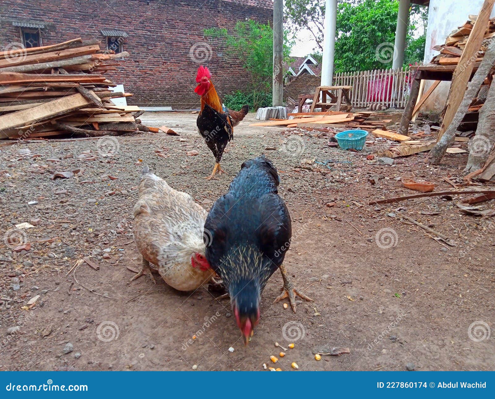 Two Chickens Scrambling for Food Stock Photo - Image of quail, bird ...