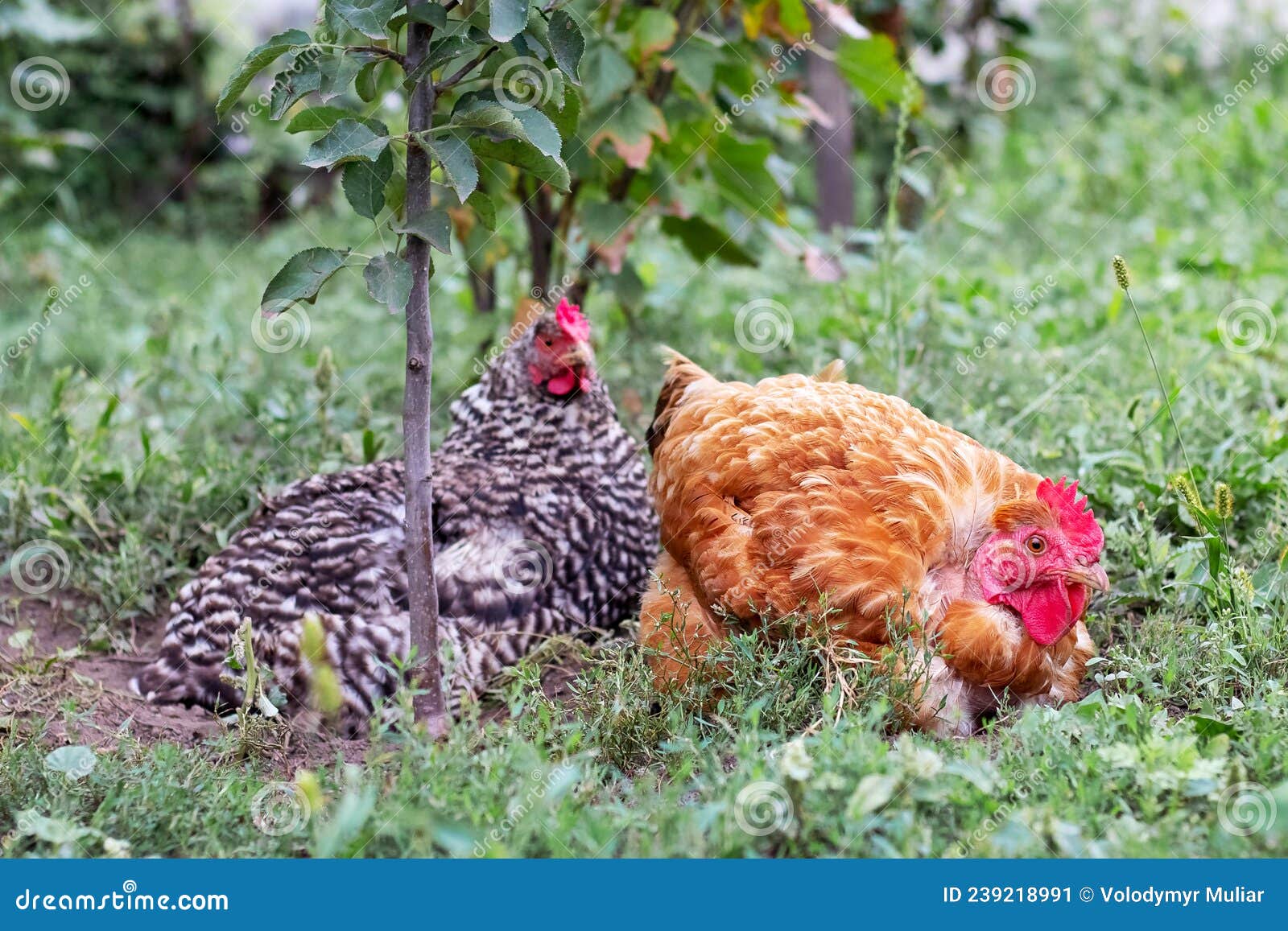 Two Chickens are Sitting in the Garden Under a Young Tree Stock Image ...
