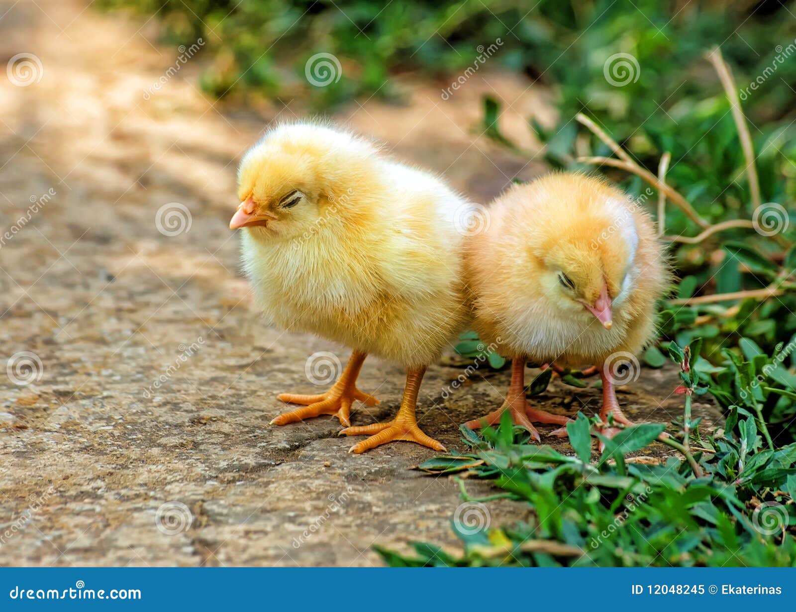 Two chickens sleep stock image. Image of beautiful, bird - 12048245