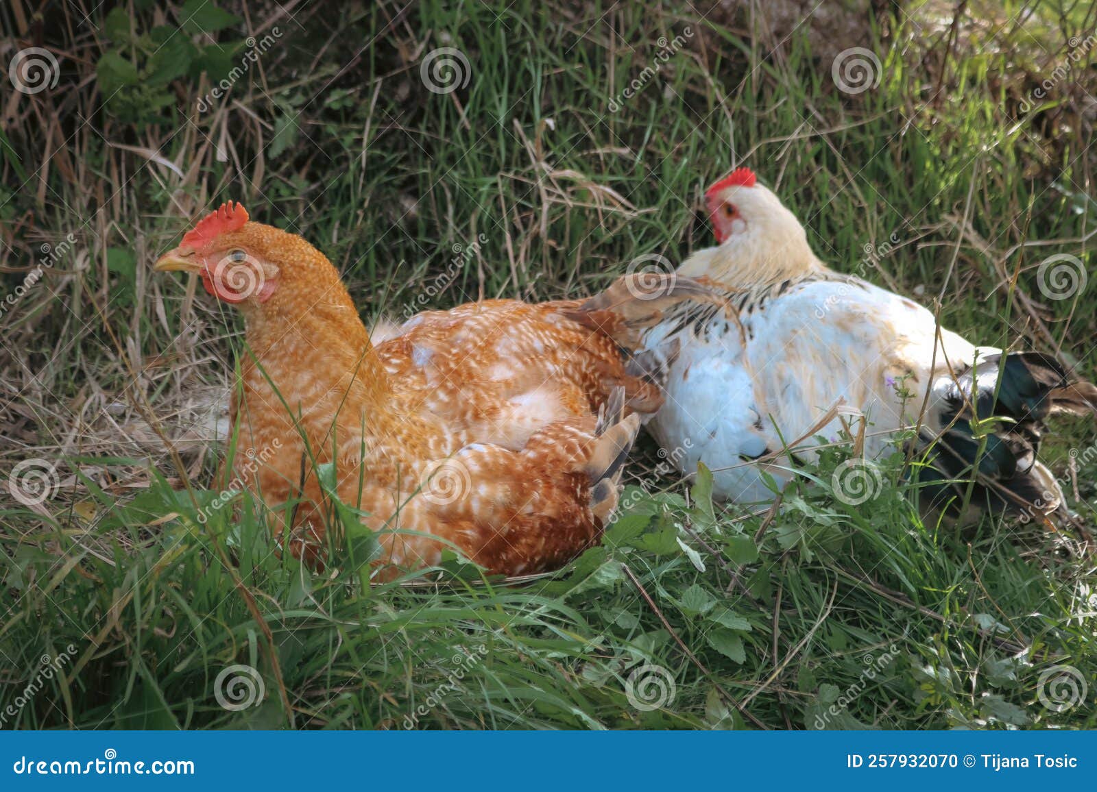 Two chickens stock photo. Image of peafowl, goose, bird - 257932070