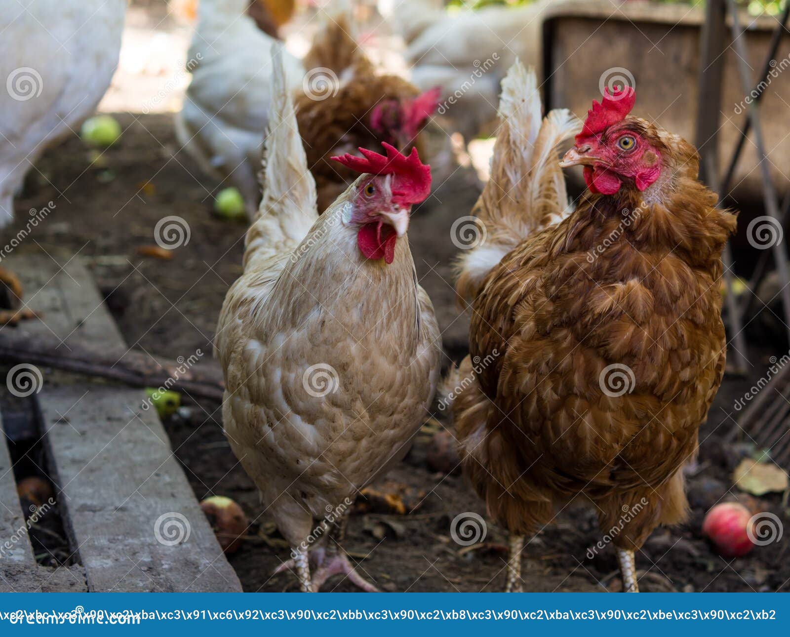 Two chickens stock image. Image of common, bird, brown - 228736661