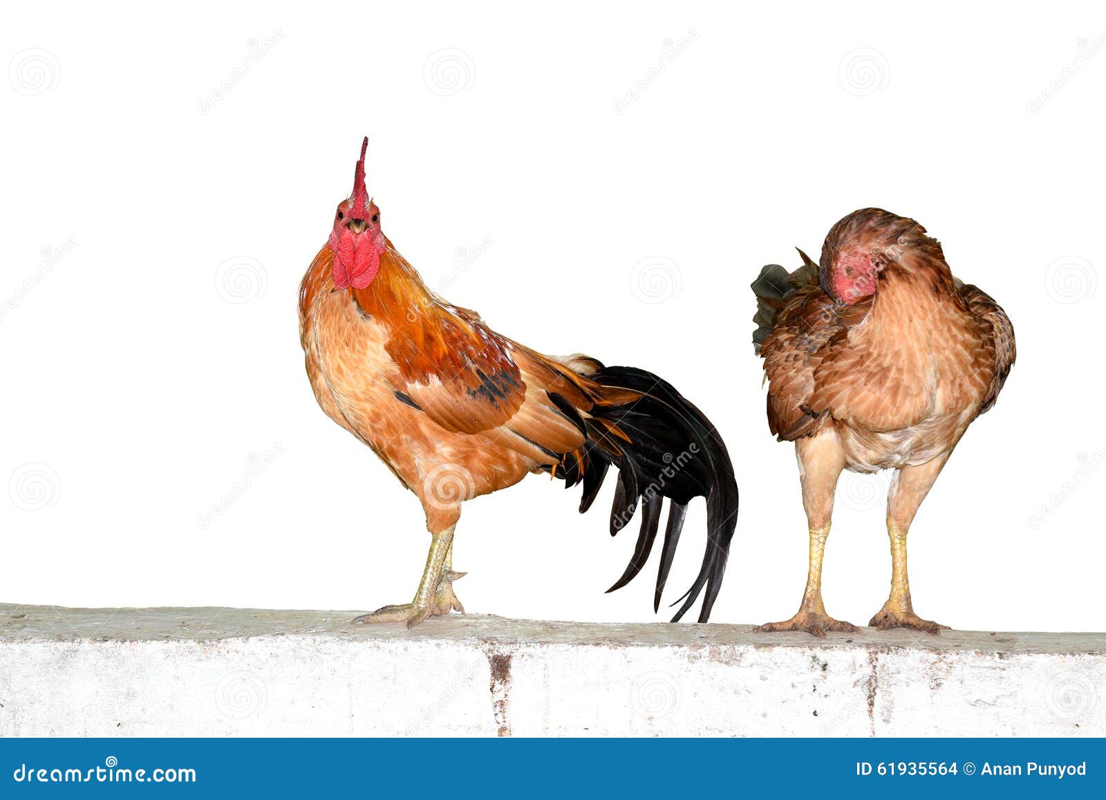 Two Chickens on Wall Isolate on White Background Stock Photo - Image of ...