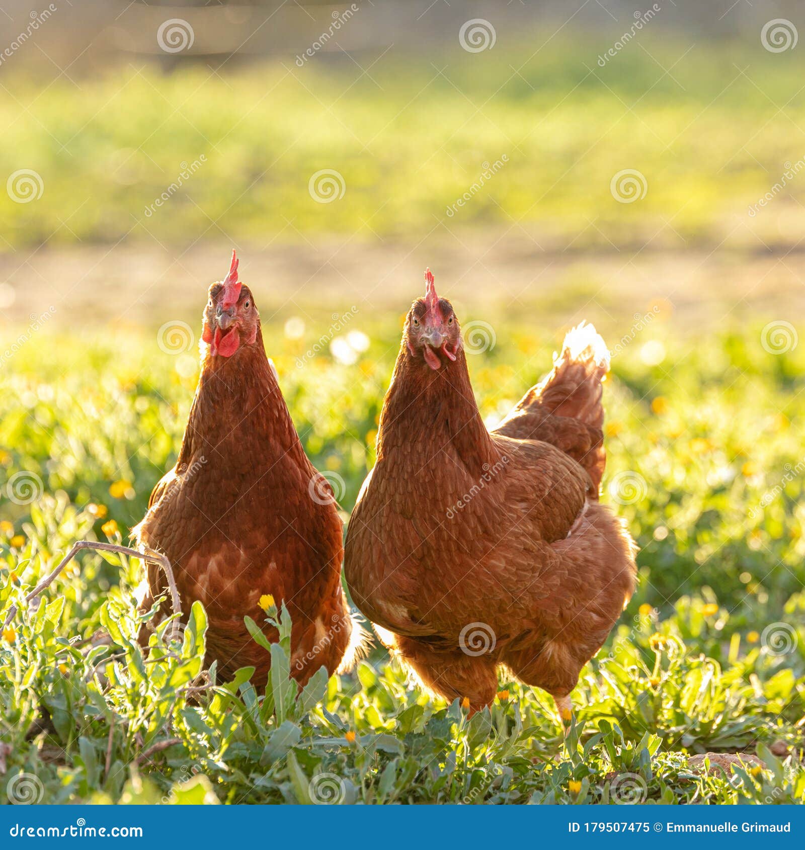 Two chickens watching stock image. Image of farm, yellow - 179507475