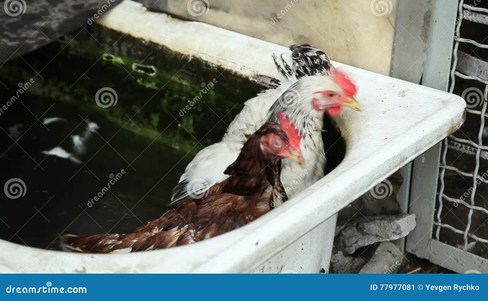 Two chickens in water stock video. Video of crop, industry - 77977081