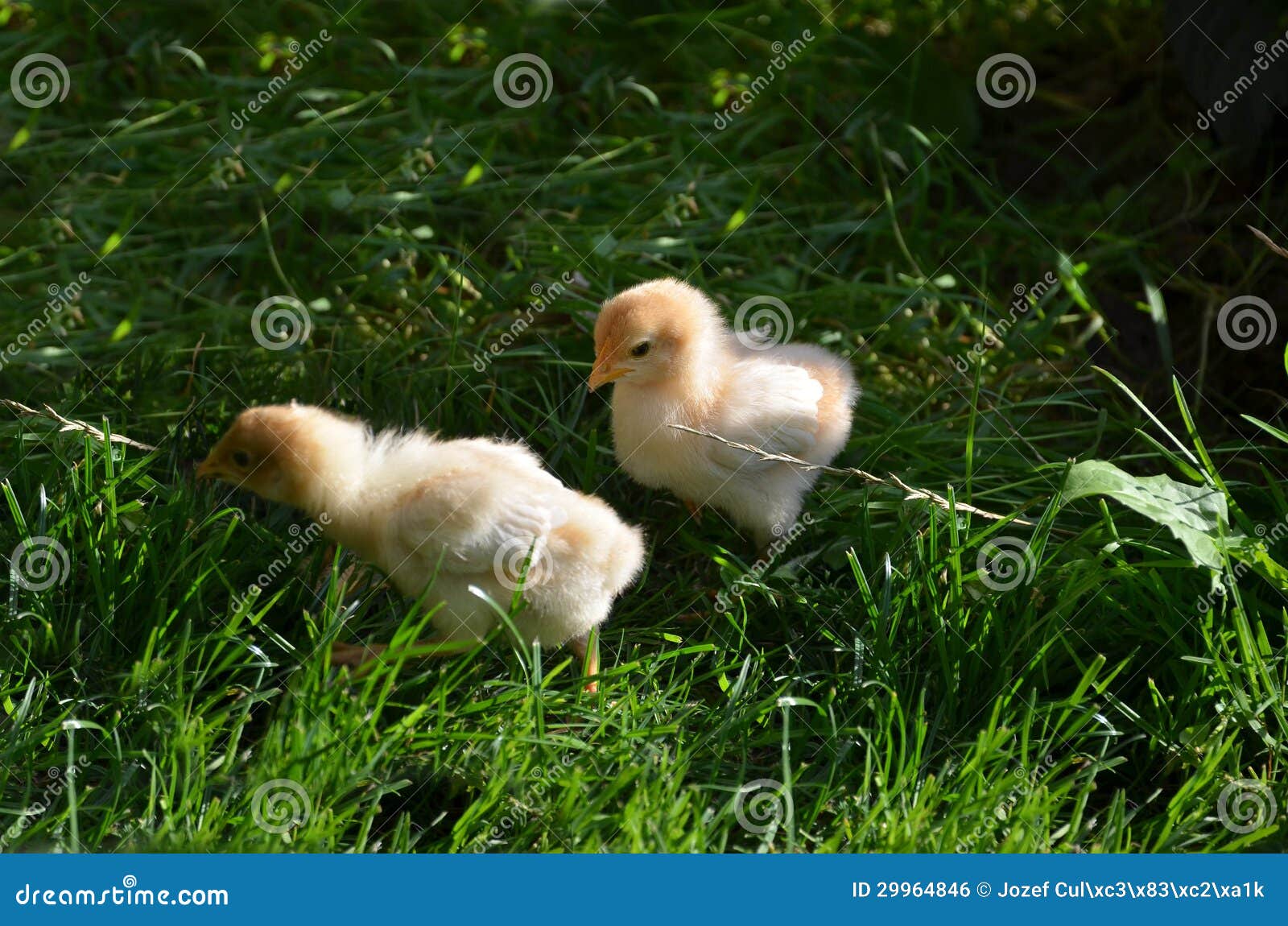 Two Chicklings in the Garden Stock Photo - Image of beautiful, animals ...