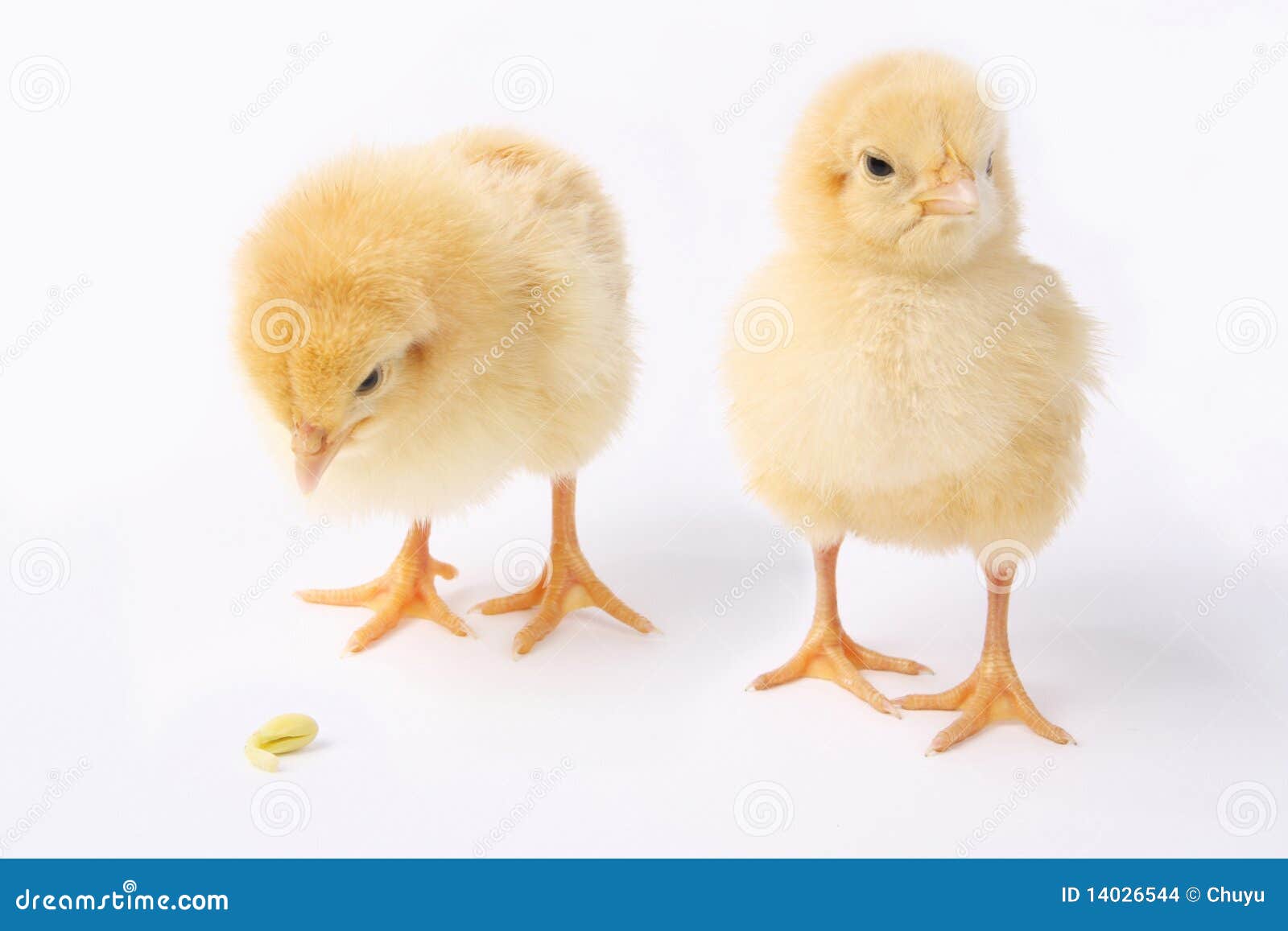 Two chicks stock photo. Image of baby, ready, animal - 14026544