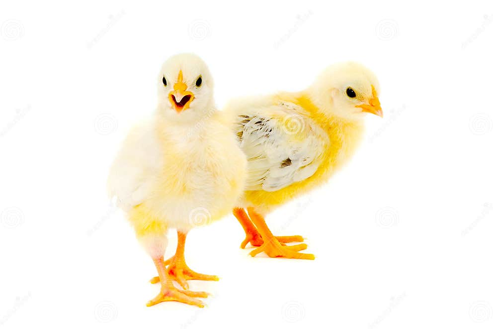 Two chicks stock image. Image of life, family, livestock - 15883267