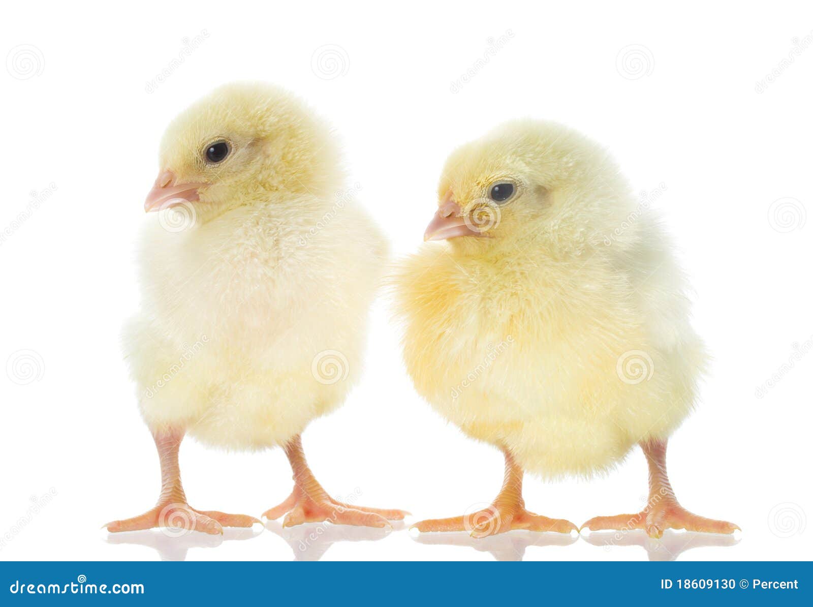 Two chicks stock photo. Image of softness, small, animal - 18609130