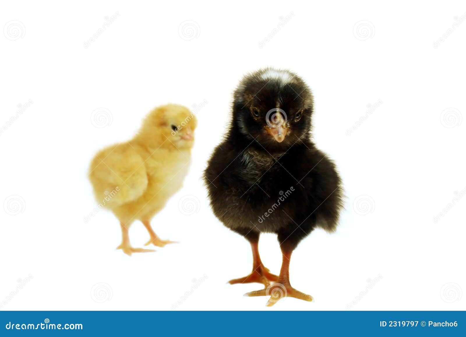Two Chicks stock image. Image of individuality, animal - 2319797