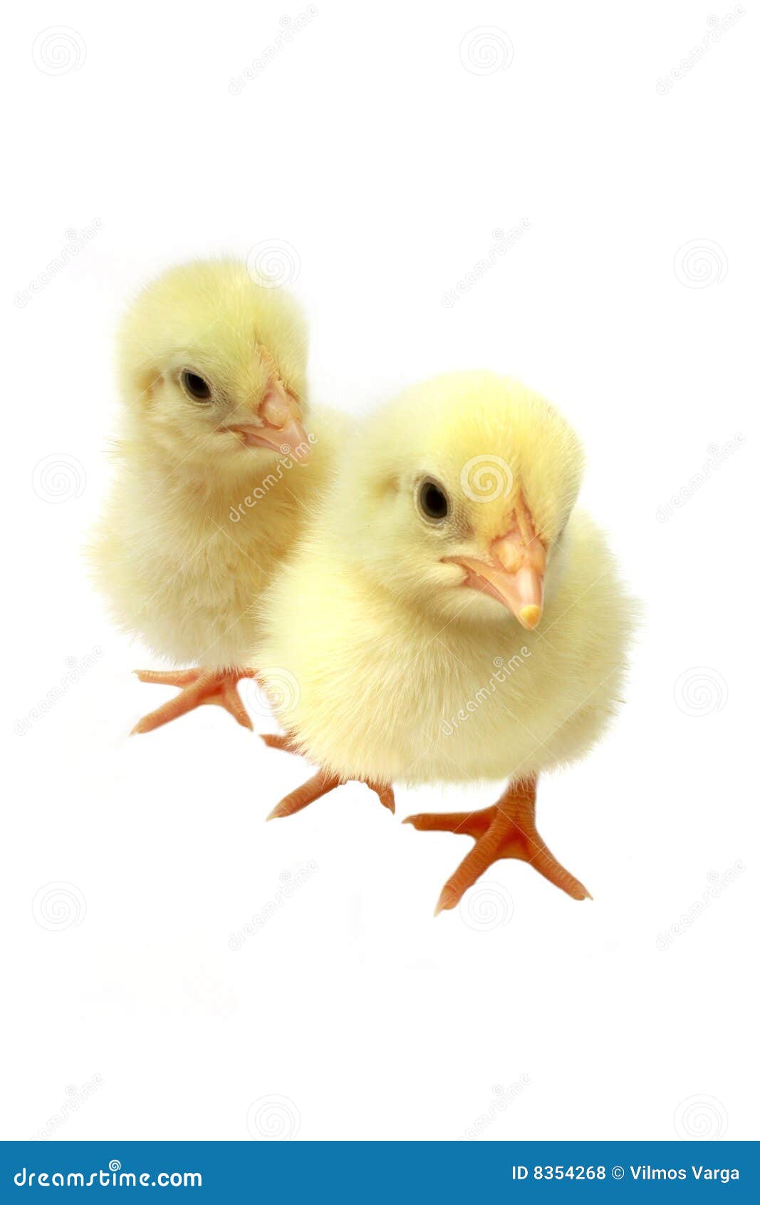 Two Chicks stock photo. Image of plume, hatched, chicken - 8354268