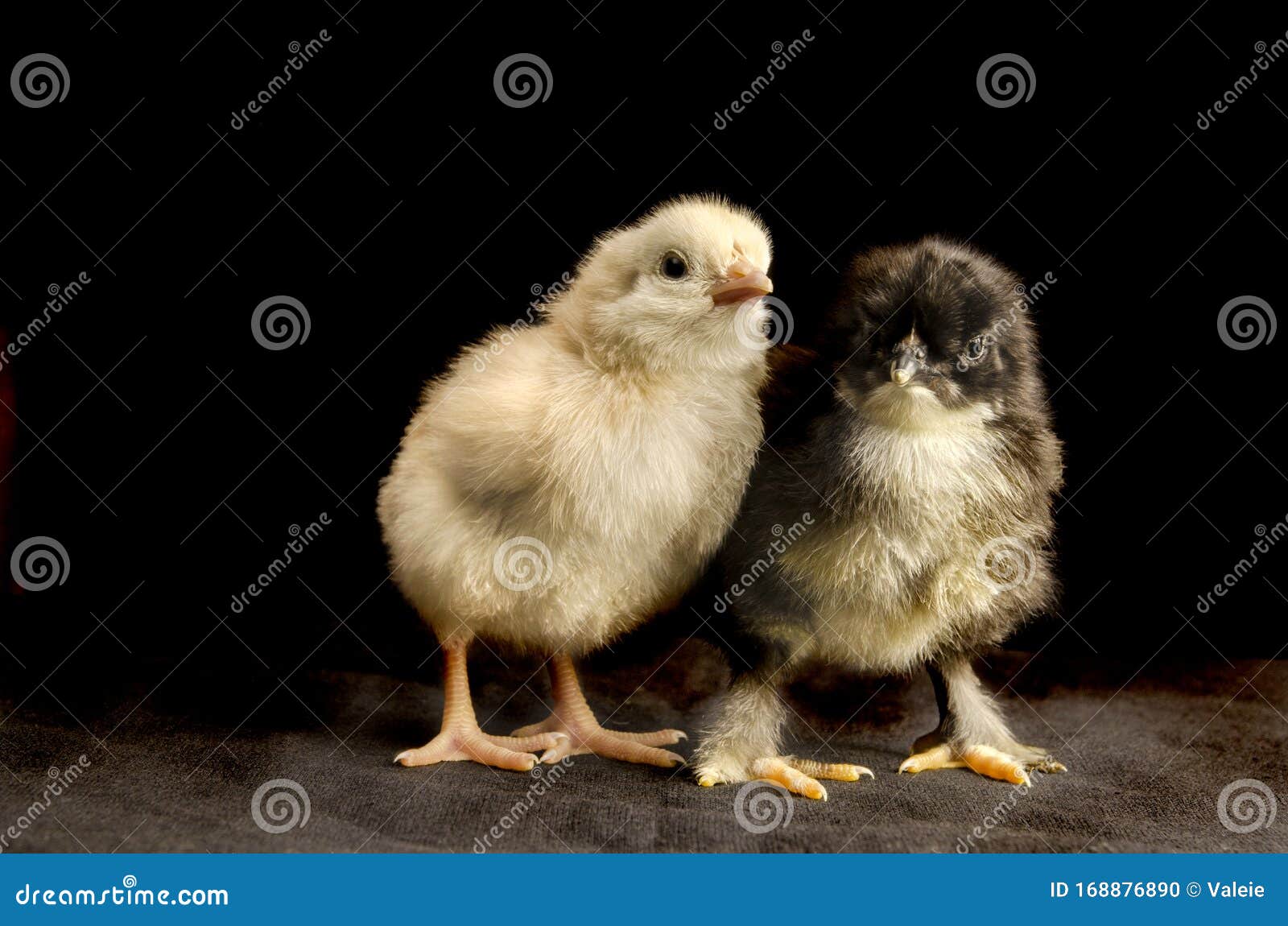 Two Chicks on a Black Background Stock Photo - Image of fluffy ...