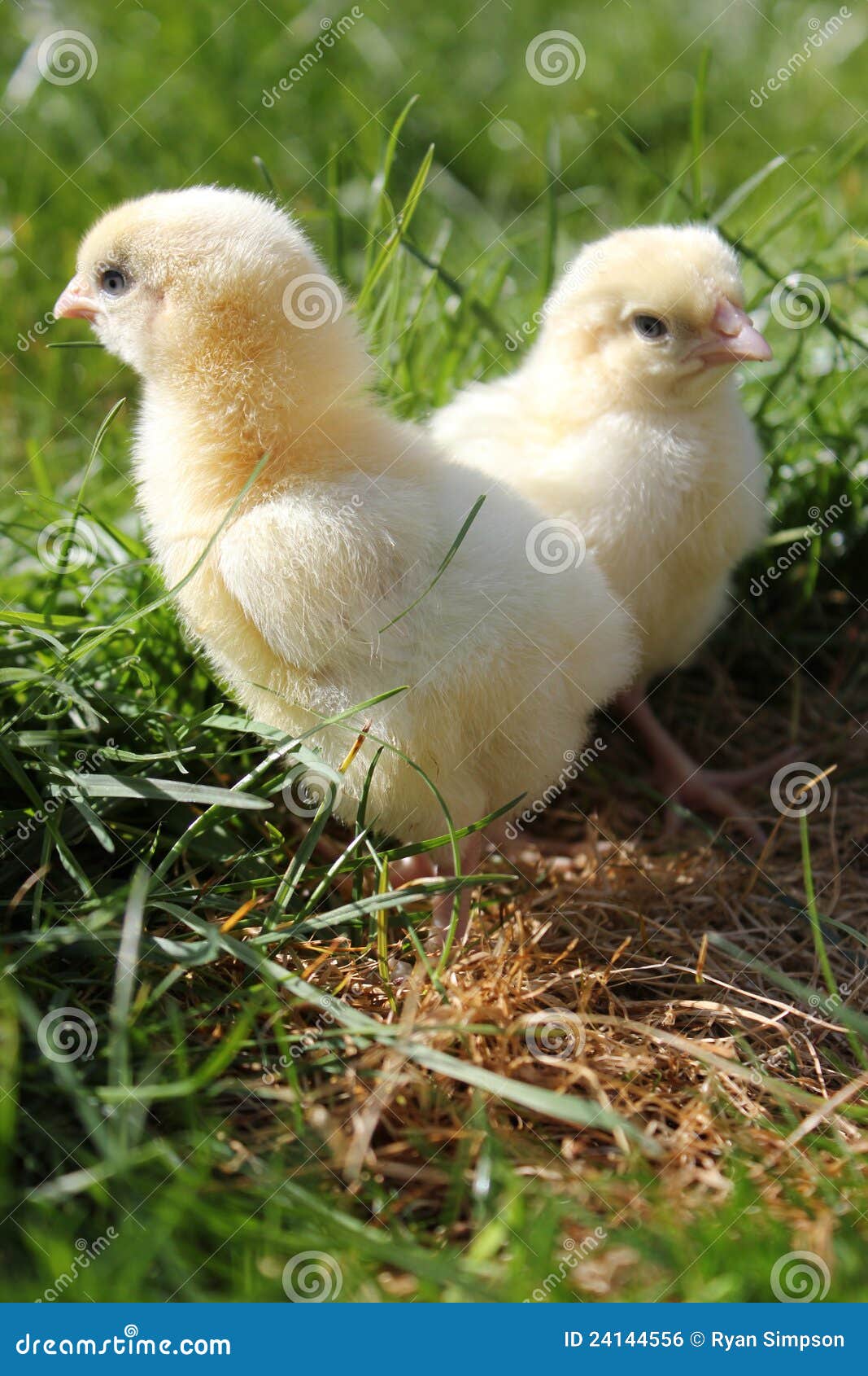 Two Chicks Close Up Portrait Stock Photo - Image of hatched, creature ...