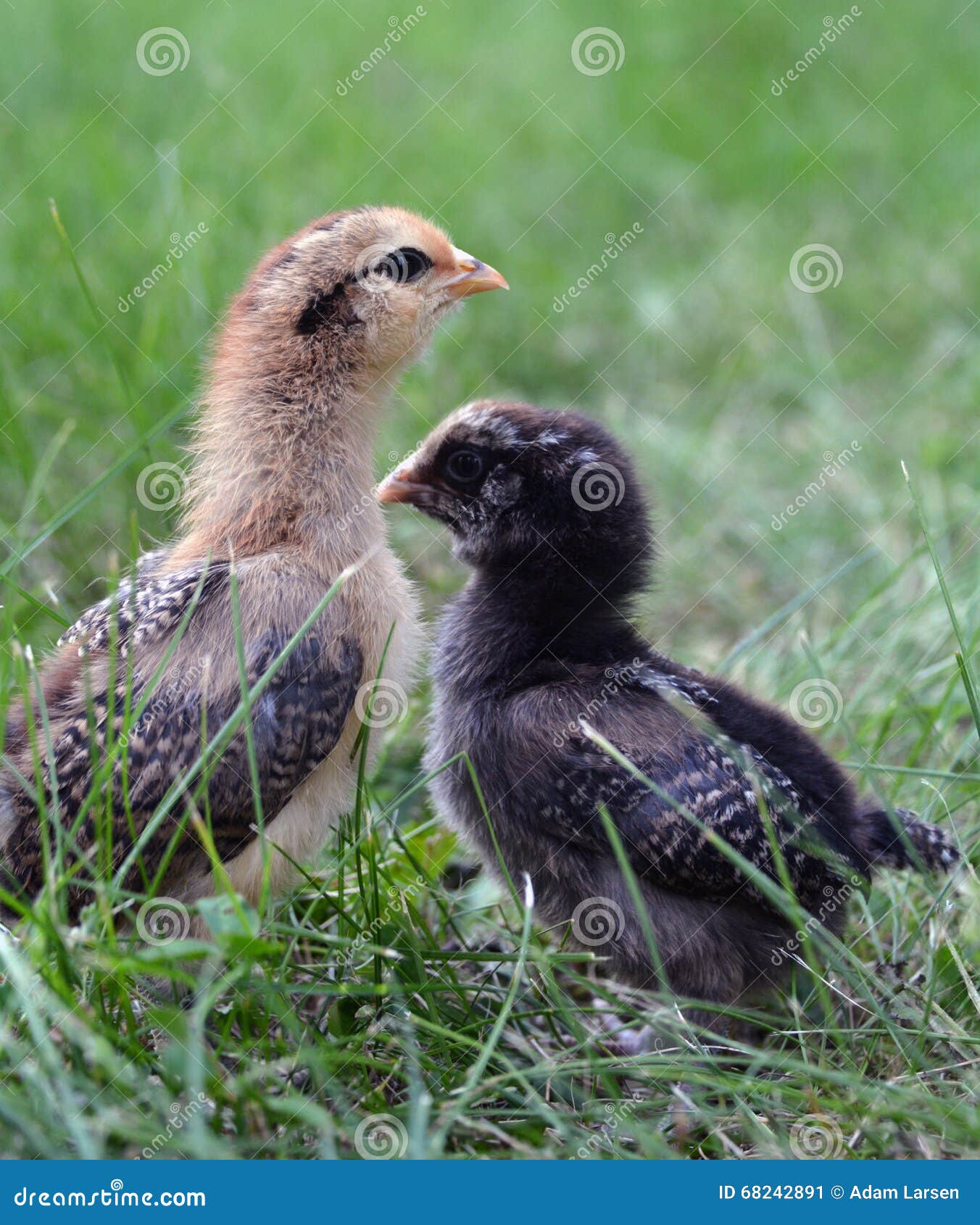 Two Chicks stock image. Image of profile, girls, alert - 68242891