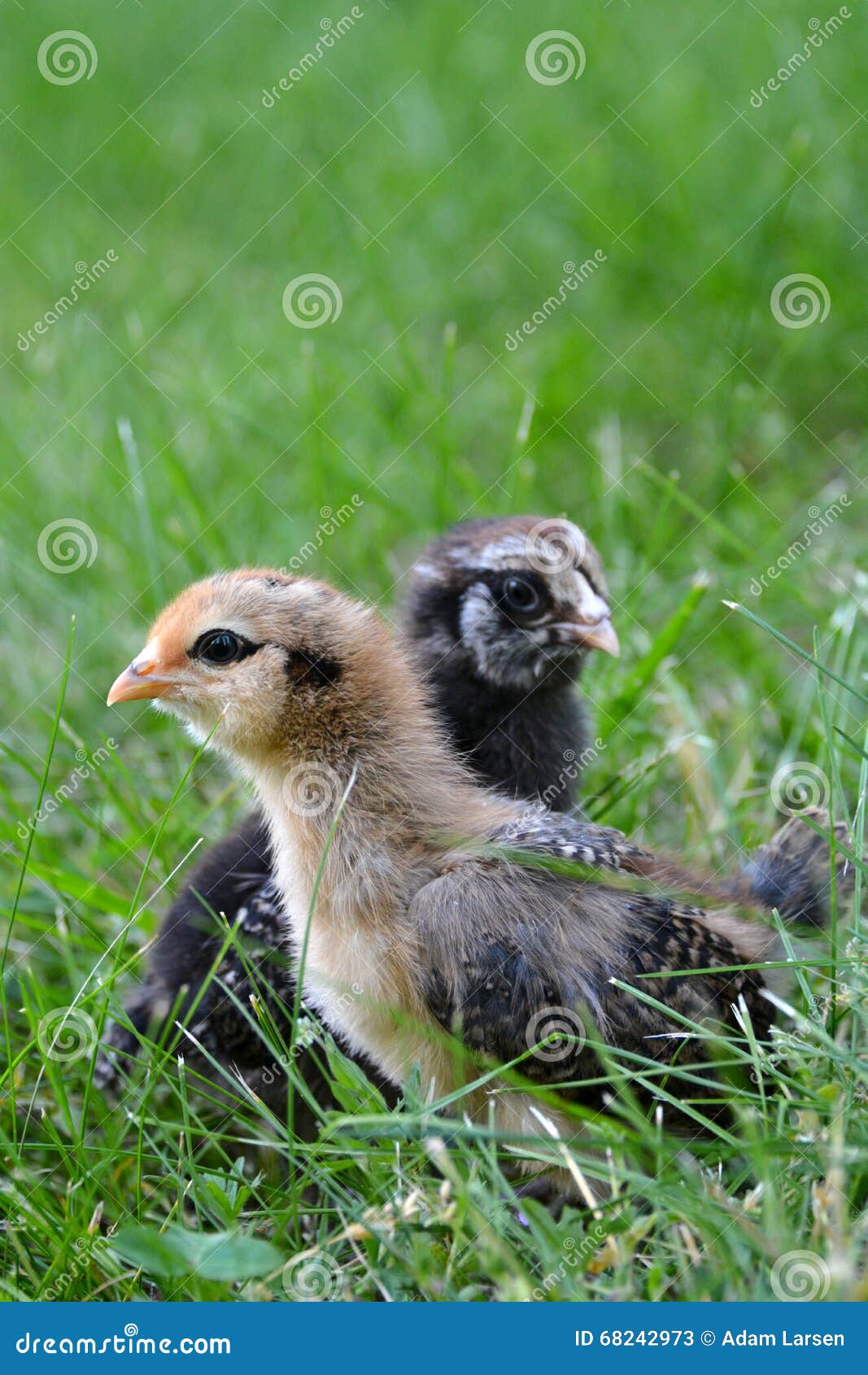 Two Chicks stock image. Image of fuzzy, girl, breed, hatched - 68242973