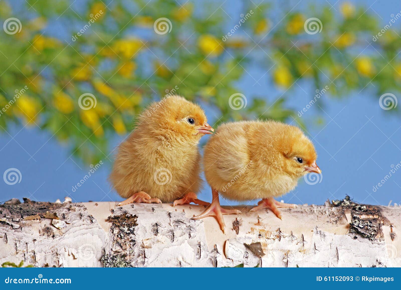 Two Chicks stock image. Image of chicken, birch, chicks - 61152093