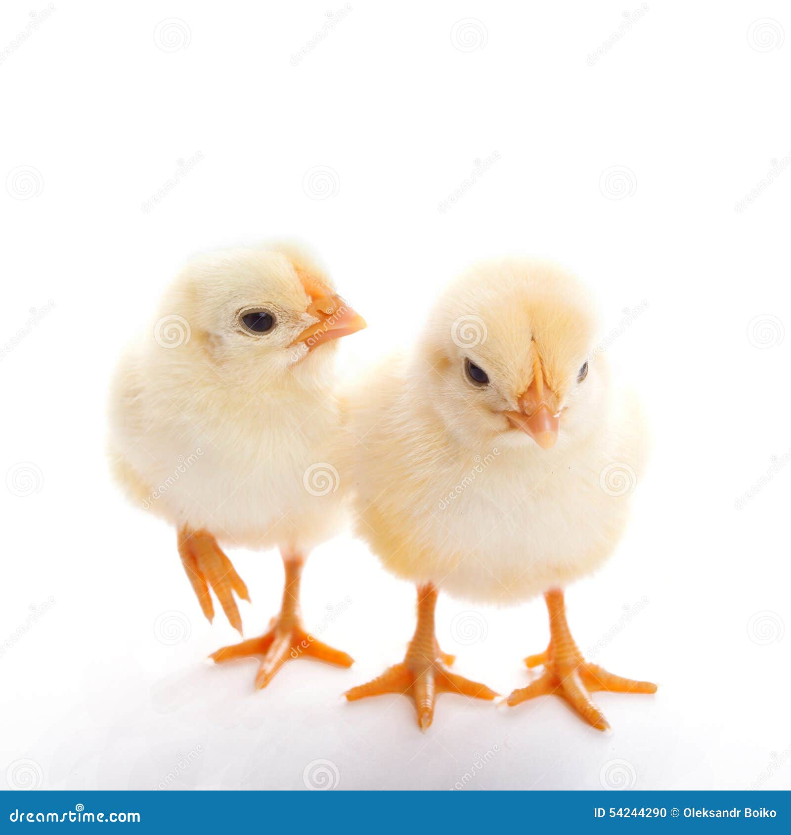 Two chicks stock photo. Image of close, buff, animals - 54244290