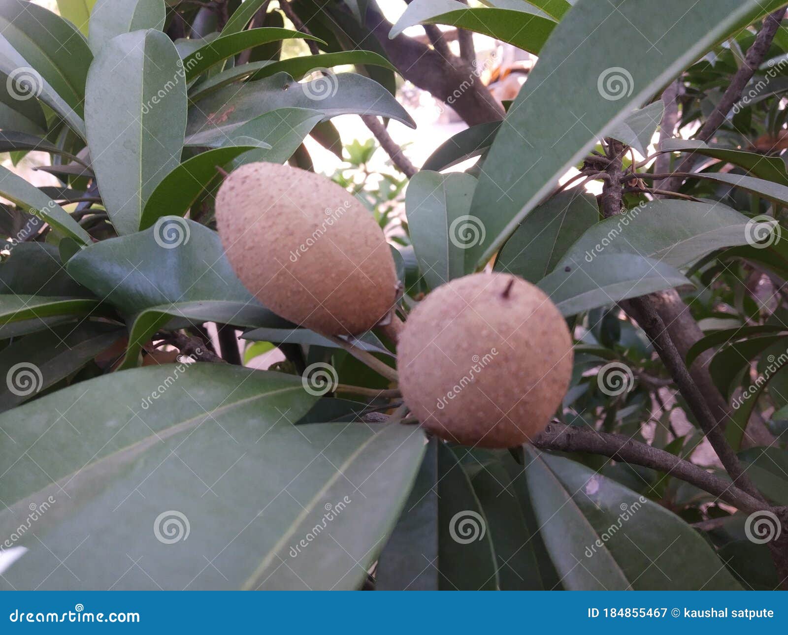 Two Chiku Fruit with Green Leaves at My Home Stock Image - Image of ...