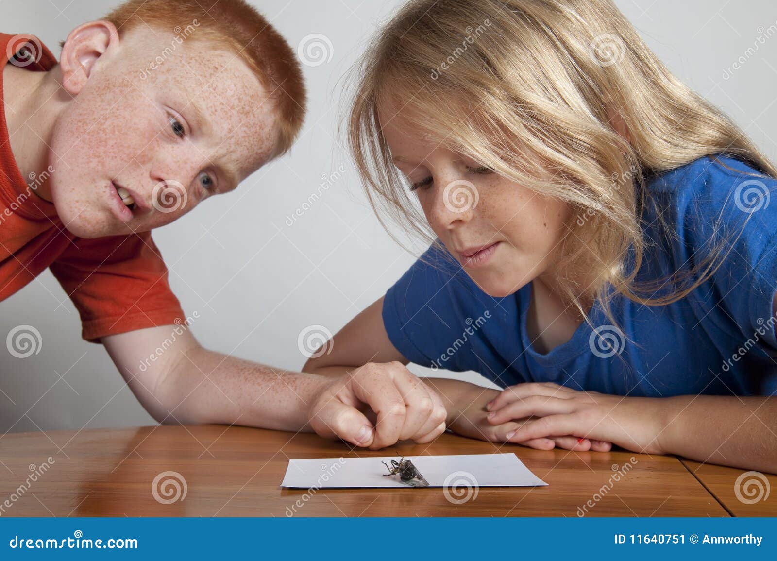 Two children observing bug stock image. Image of enthusiasm - 11640751