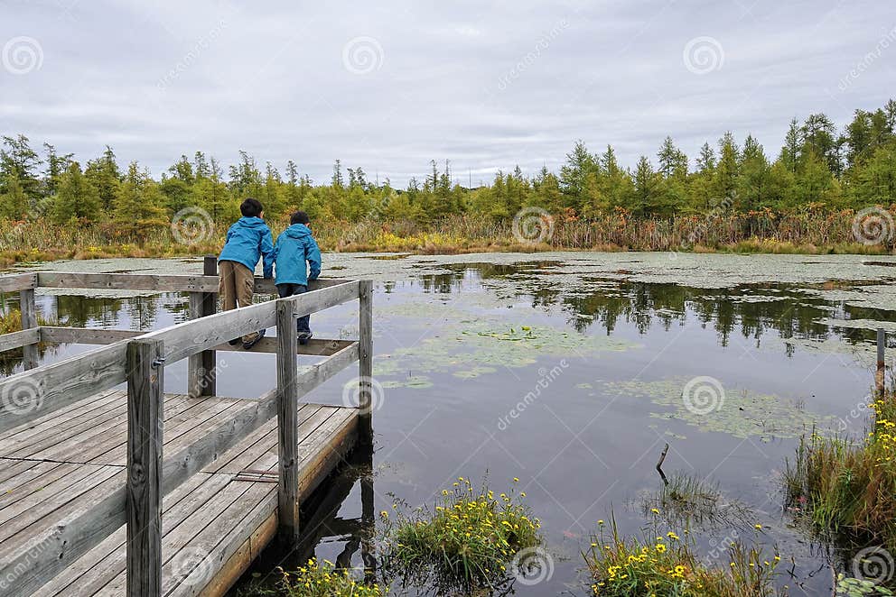 Two Children Studying Nature in a Bog Environment Stock Photo - Image ...