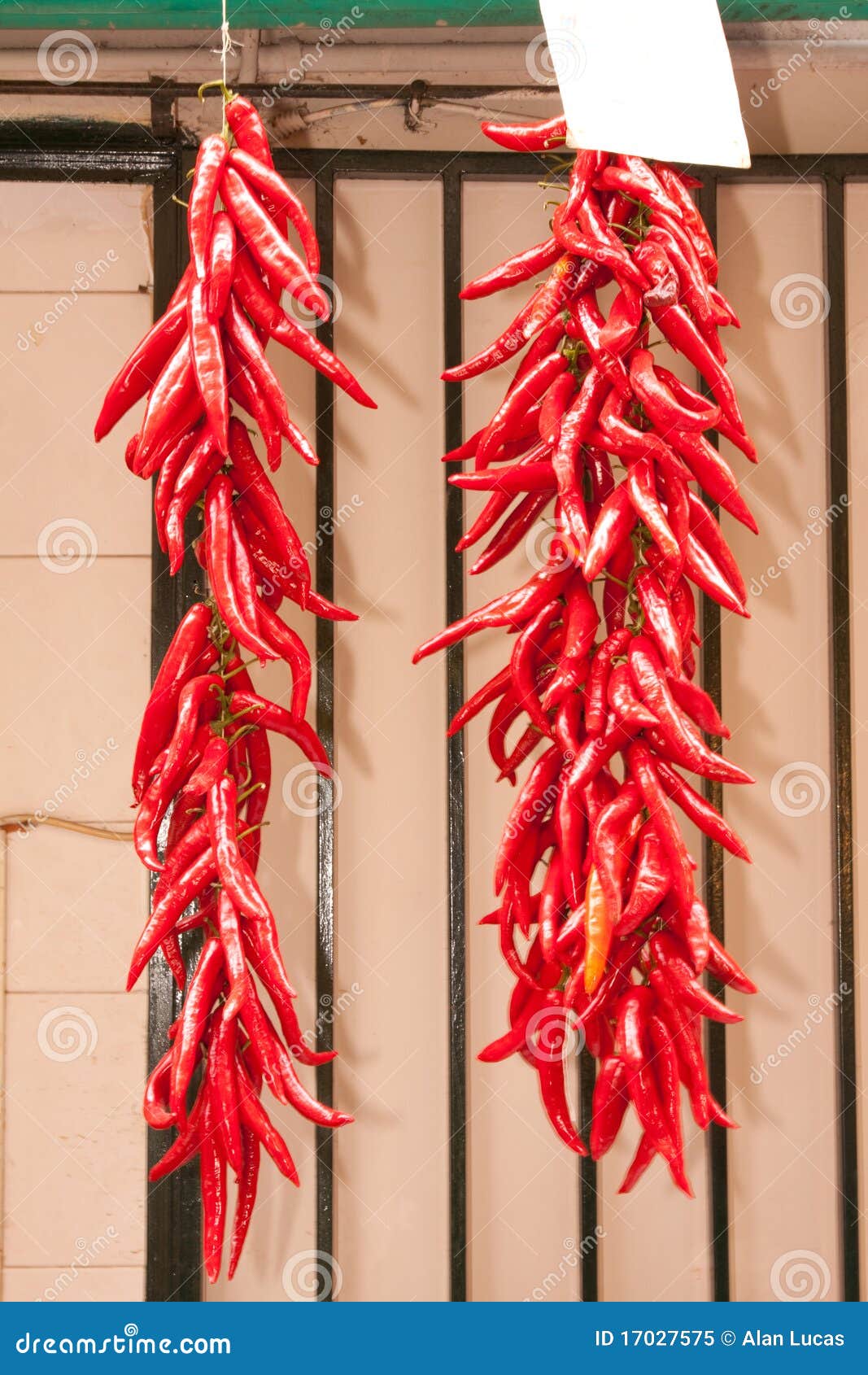Two Chilli Strings stock image. Image of spice, shiny - 17027575