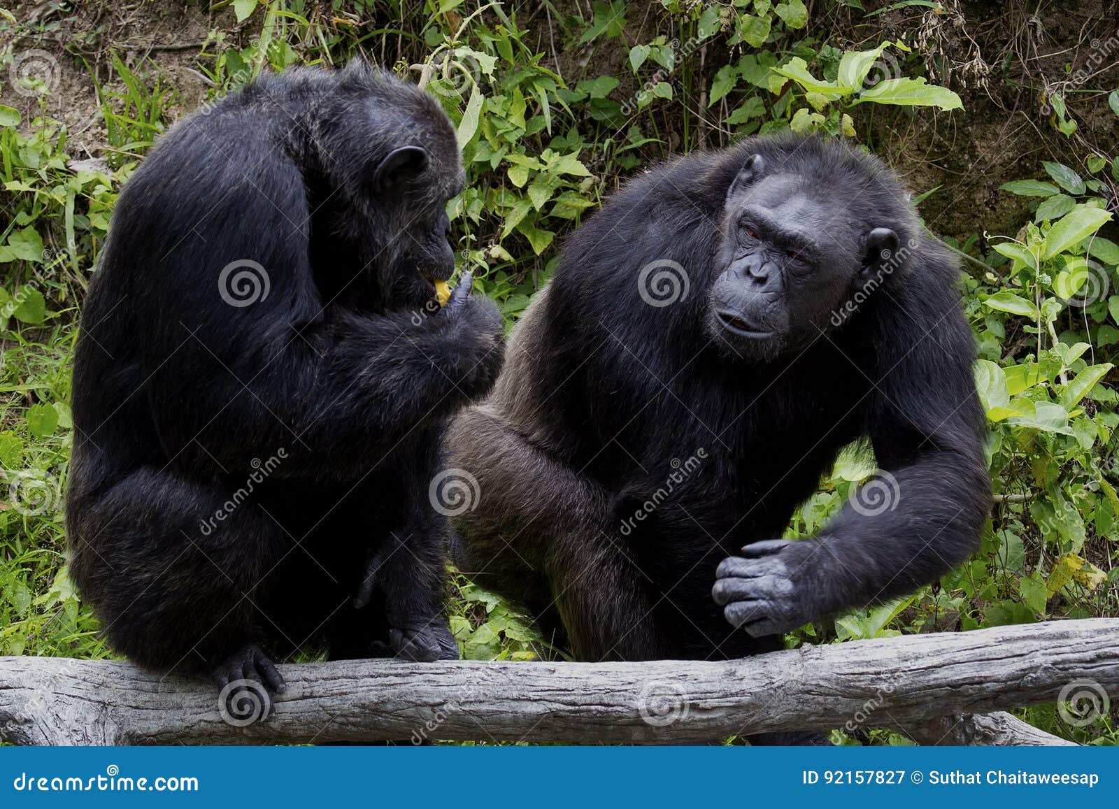 Two chimpanzee stock image. Image of humorous, open, gaze - 92157827