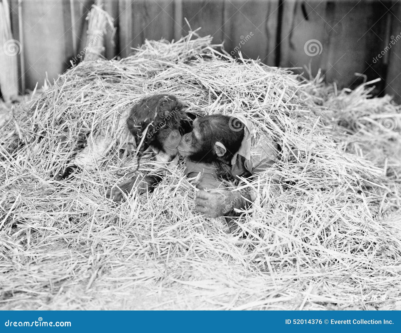 Two Chimpanzee Kissing in the Hay Stock Photo - Image of interior ...