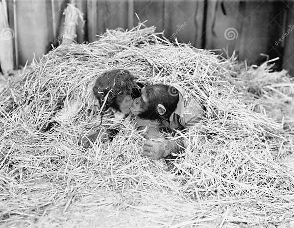 Two Chimpanzee Kissing in the Hay Stock Photo - Image of interior ...