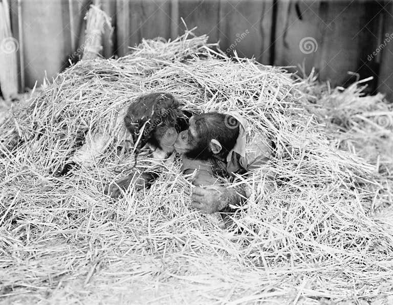 Two Chimpanzee Kissing in the Hay Stock Photo - Image of interior ...