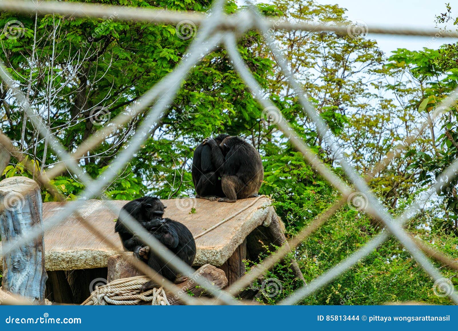 Two Chimpanzee Monkey Hug on Roof Behide Net in Zoo Stock Photo - Image ...