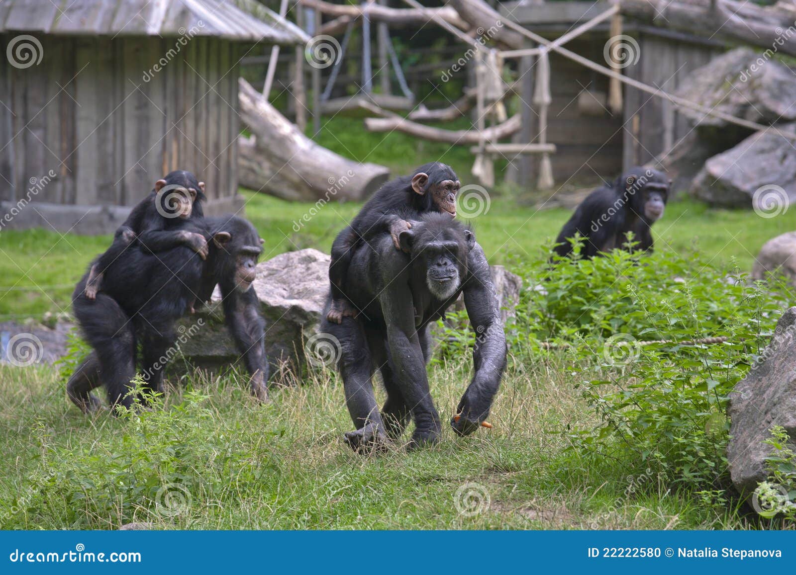 Two Chimpanzee Mothers (Pan Troglodytes) Stock Photo - Image of ...