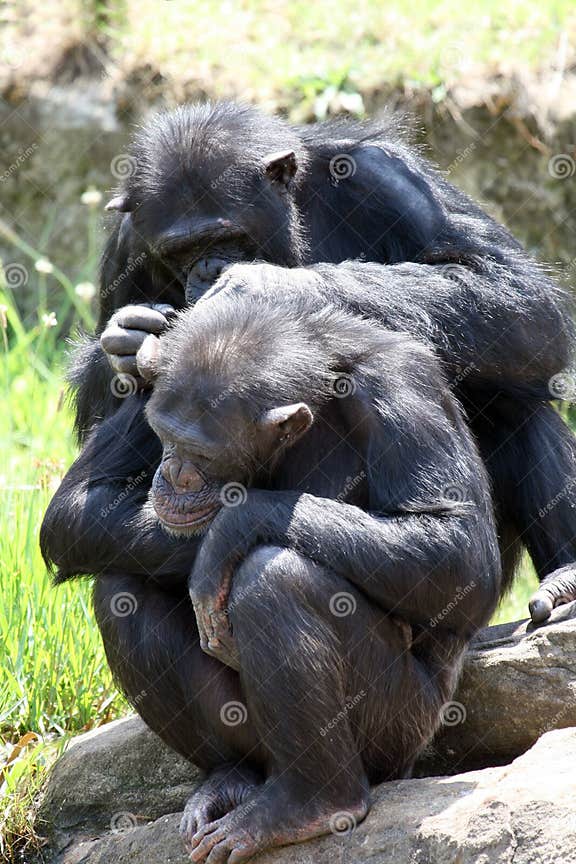 Two chimpanzee playing stock photo. Image of play, playing - 1848678