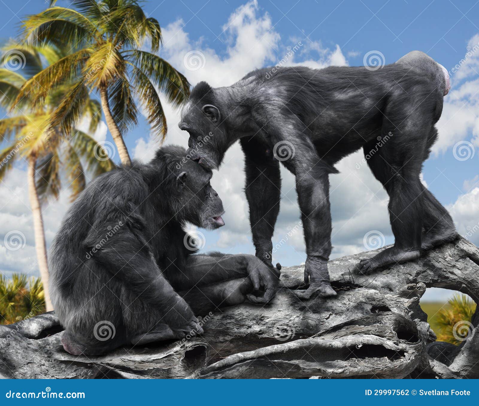 Two Monkeys stock photo. Image of outdoor, black, wild - 29997562