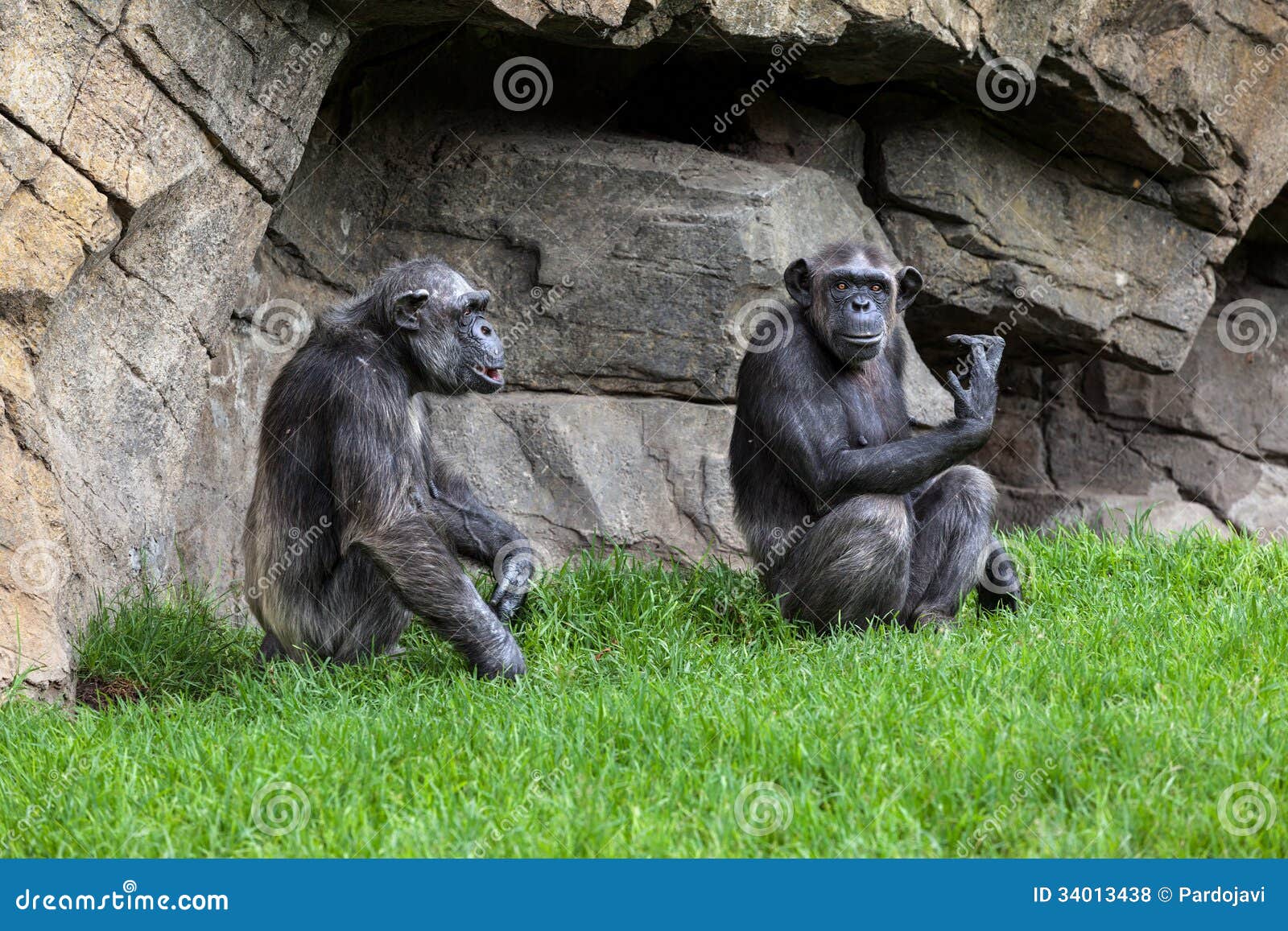 Two chimpanzee stock photo. Image of chimpanzee, mammal - 34013438