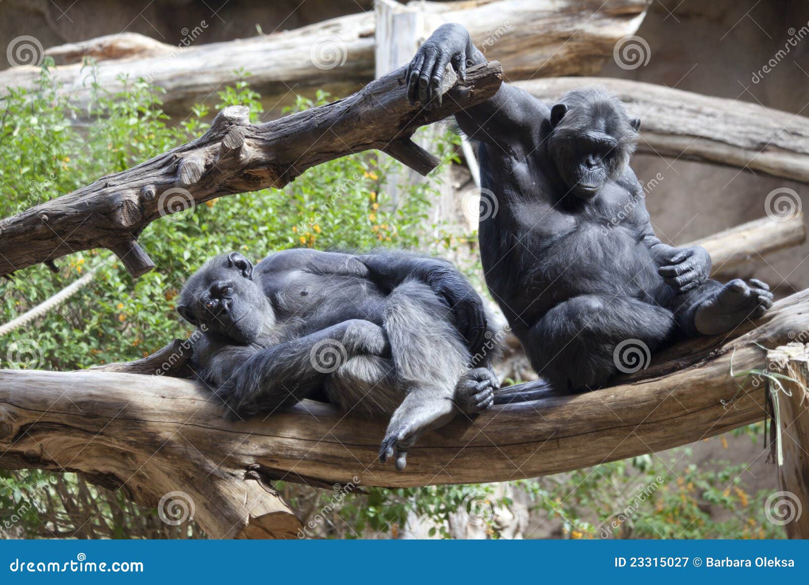 Two chimpanzees stock image. Image of animal, monkey - 23315027