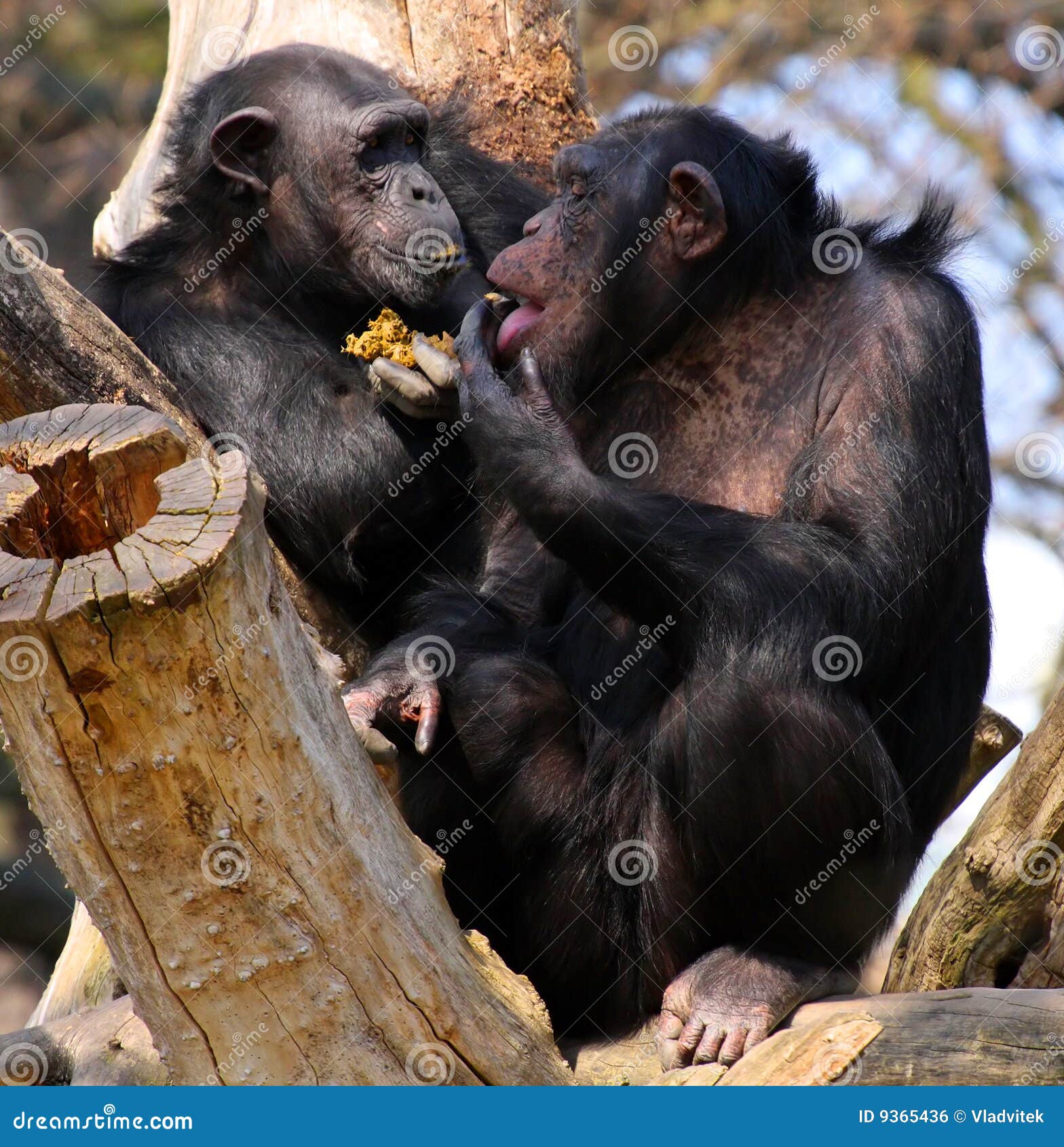Two chimpanzees stock photo. Image of endangered, food - 9365436