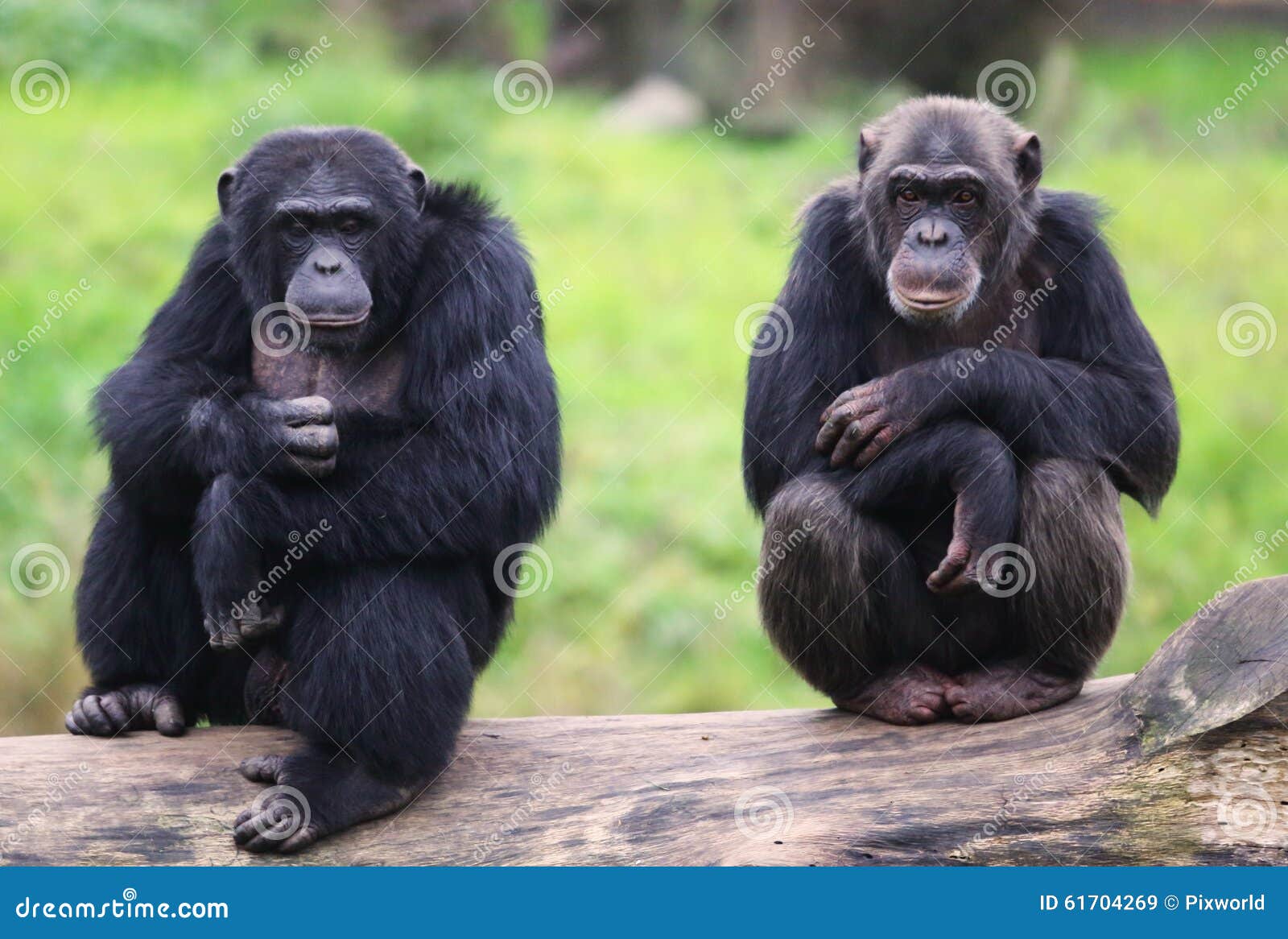 Chimpanzees Stock Photography | CartoonDealer.com #20360018