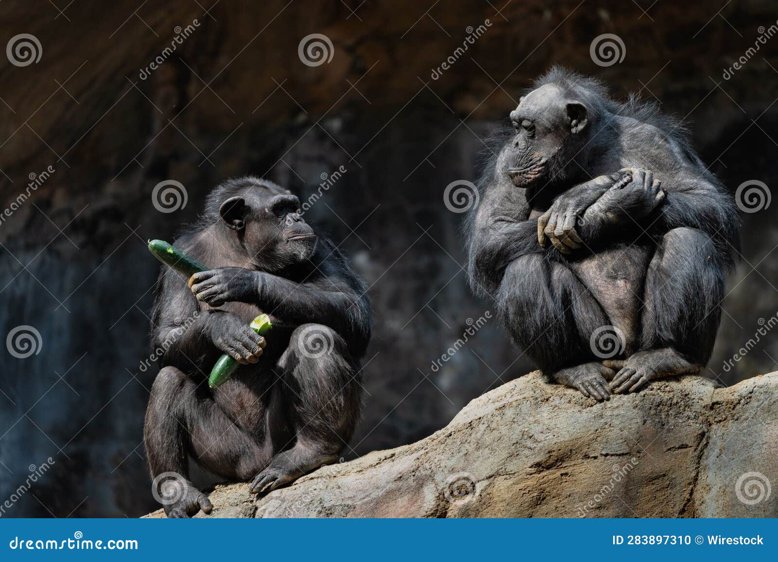 Two Chimpanzees on a Large Rock in the Zoo. Stock Photo - Image of ...