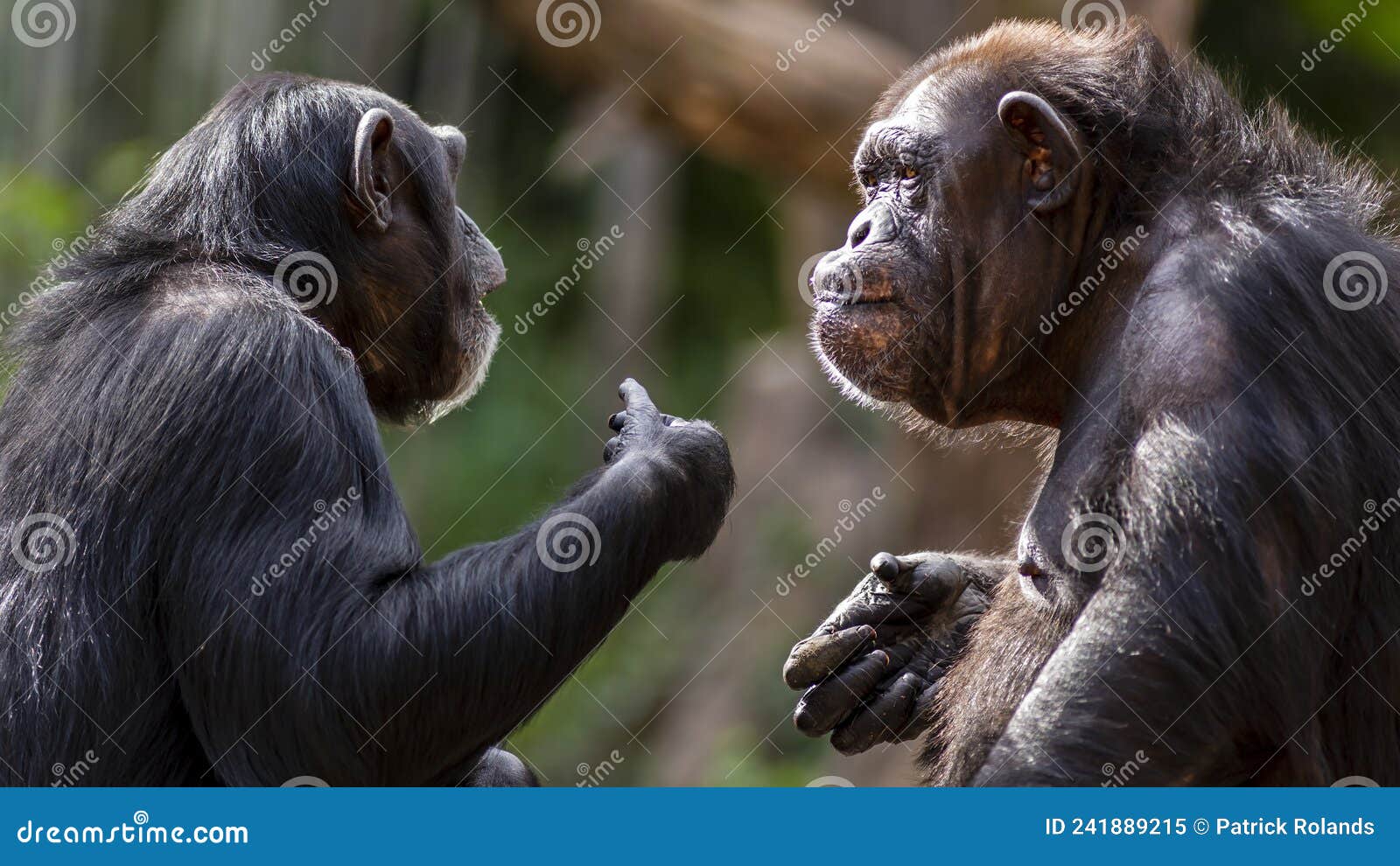 Chimps In Meeting