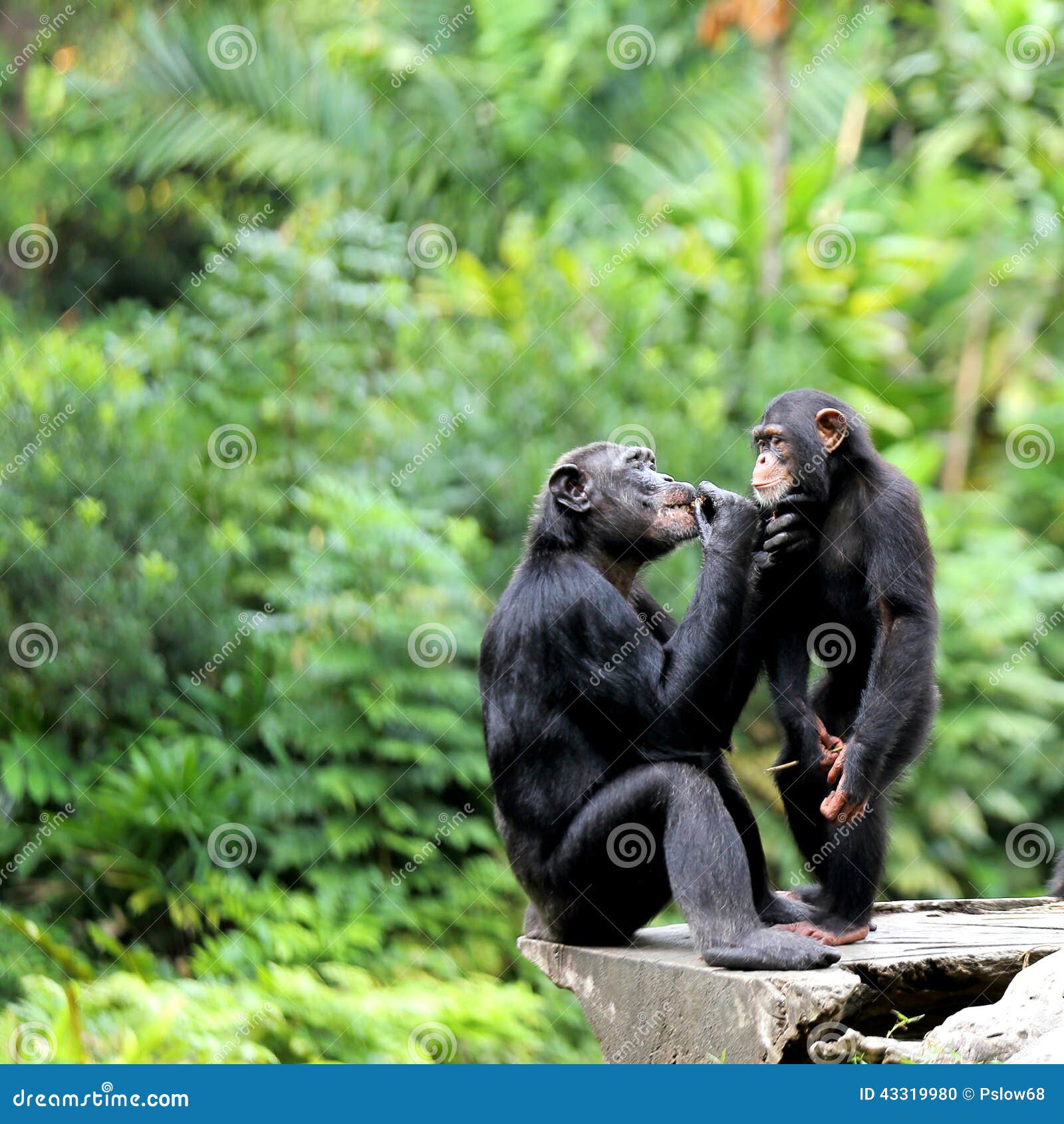 Two Chimpanzees stock photo. Image of facial, senior - 43319980