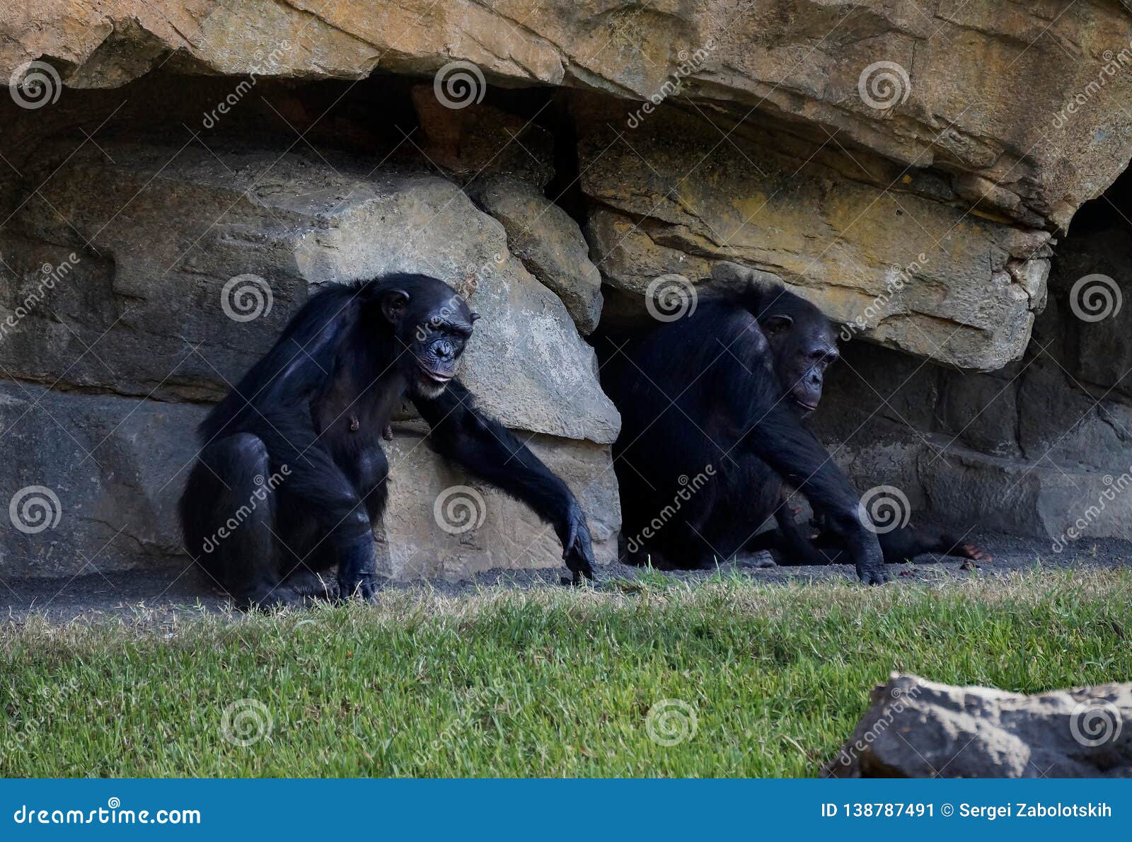 Two Chimpanzees Sitting on a Rock Background Stock Image - Image of ...