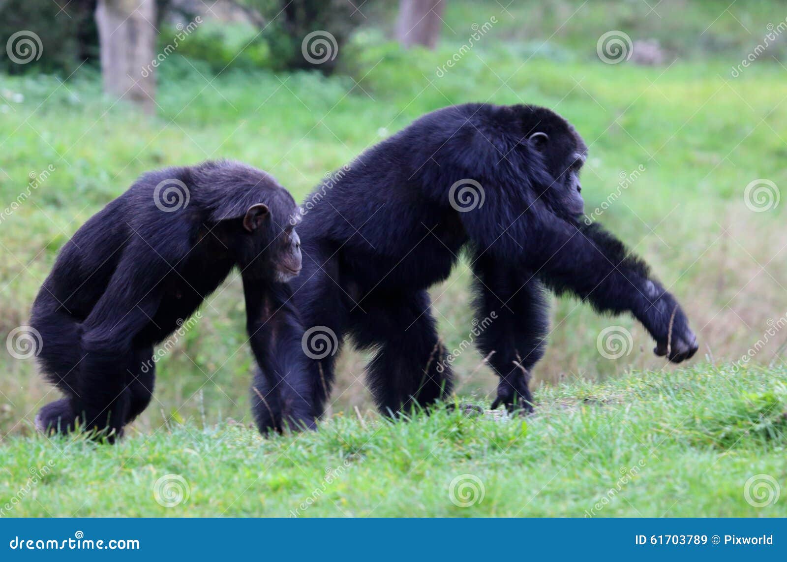 Two chimpanzees stock image. Image of couple, rope, funny - 61703789