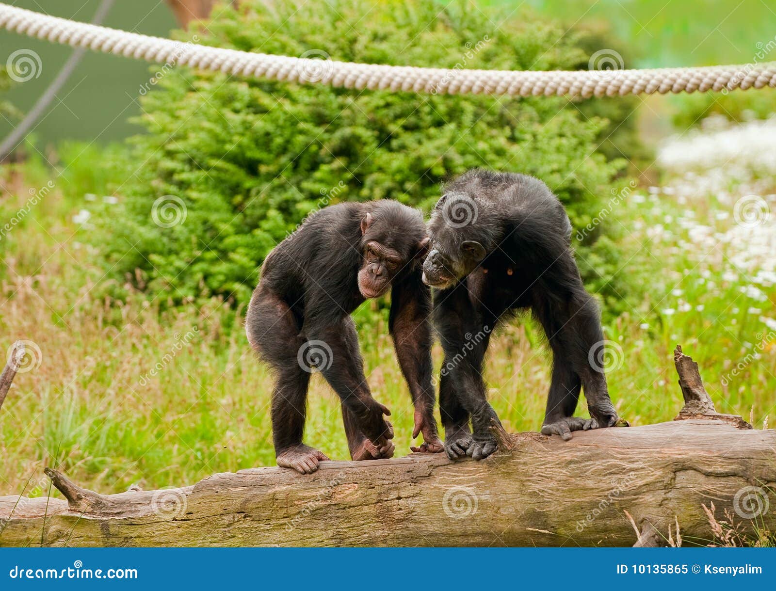 Two Chimps stock image. Image of chimpanzee, animal, arms - 10135865
