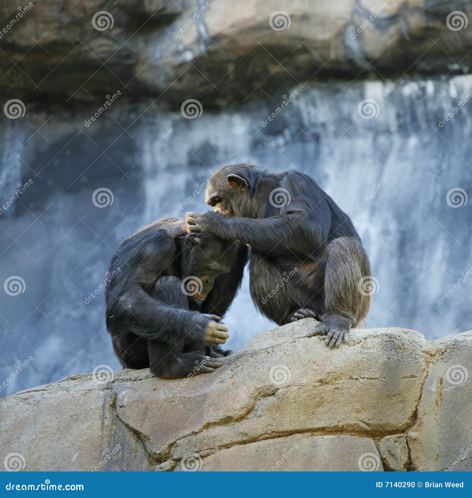 Two Chimps stock photo. Image of looking, hunted, monkey - 7140290